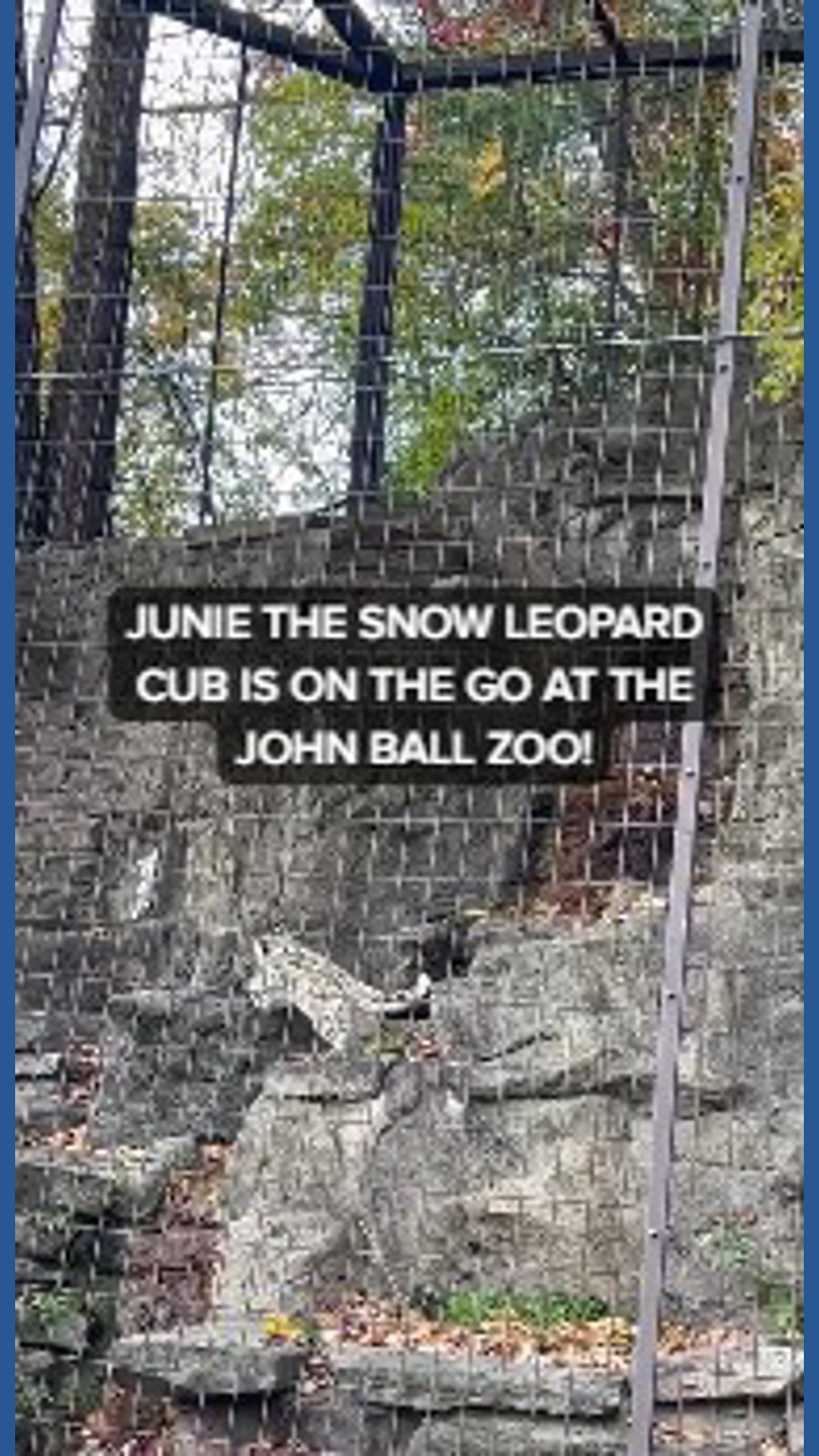 Junie the snow leopard cub is on the hunt to find her mom! | wzzm13.com