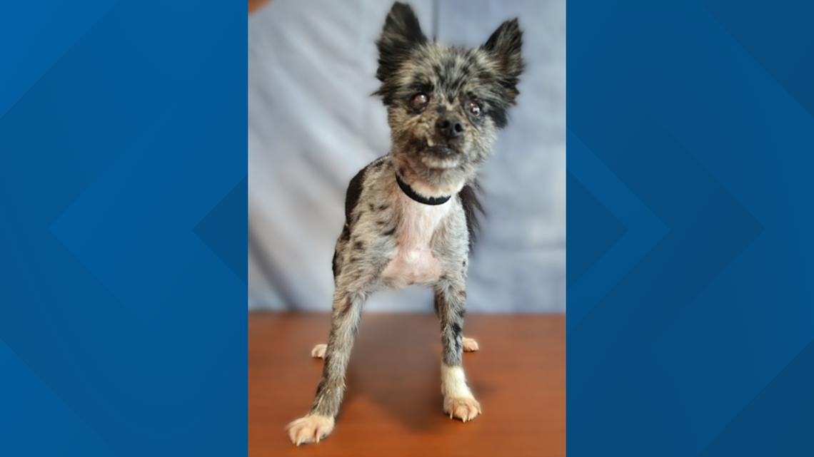 Adopt-a-pet: Meet Lil Lobo at Big Lake Humane Society | wzzm13.com