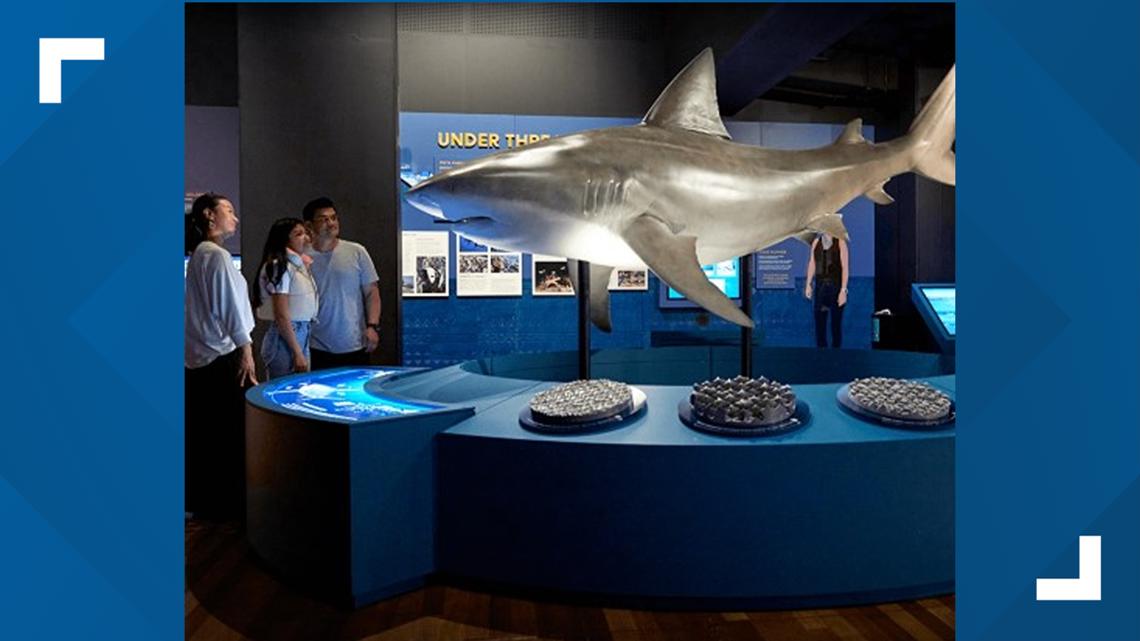 Grand Rapids Public Museum preparing to open SHARKS exhibition | wzzm13.com