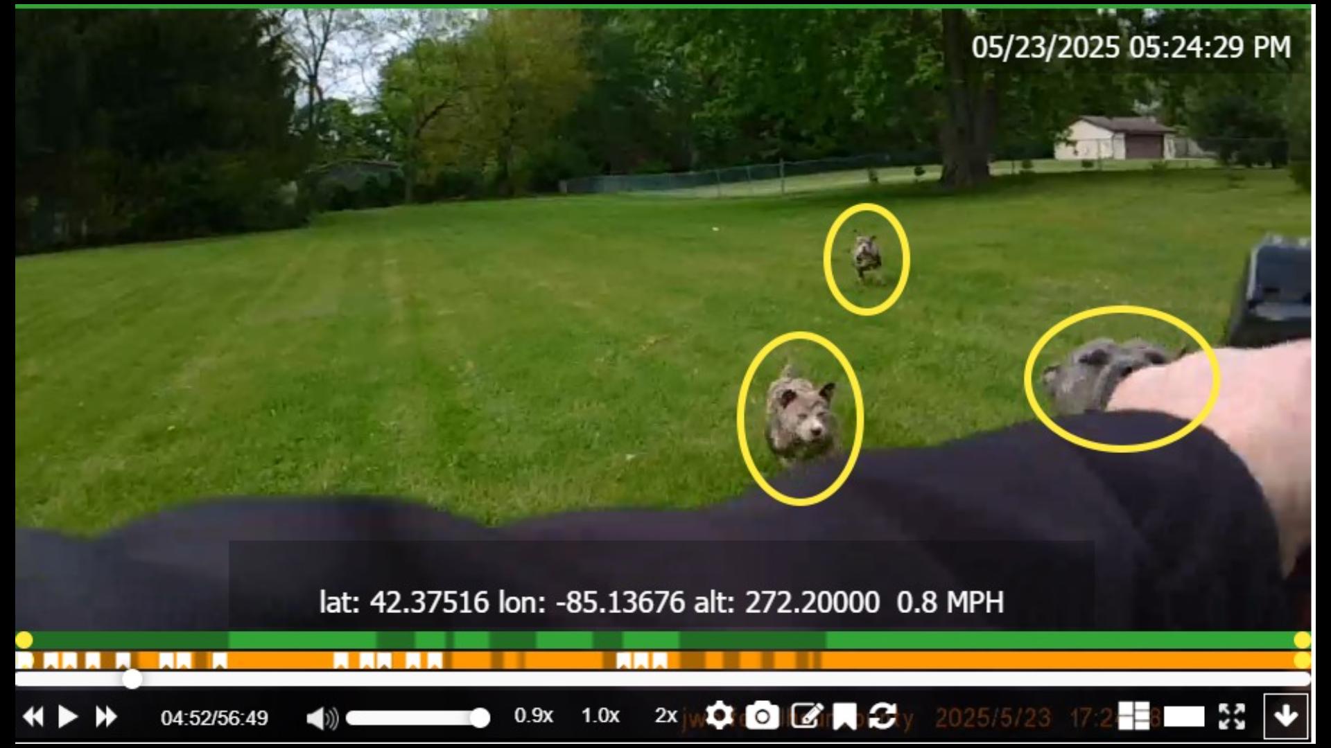 Calhoun Co. deputy responding to aggressive dog report shoots dog ...