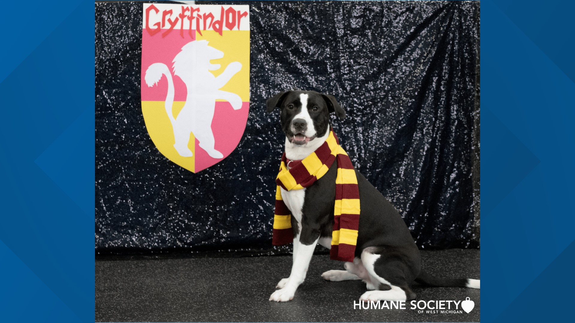 Humane Society of West Michigan hosting Harry Potter adoption day ...