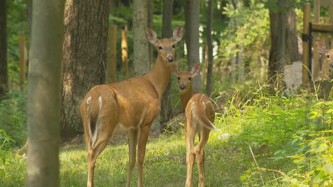 Driver injured after deer goes through windshield | wzzm13.com