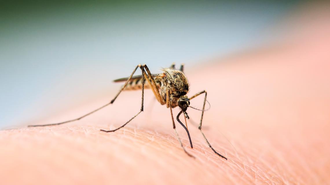 Dead bird in Calhoun Co. infected with West Nile virus | wzzm13.com