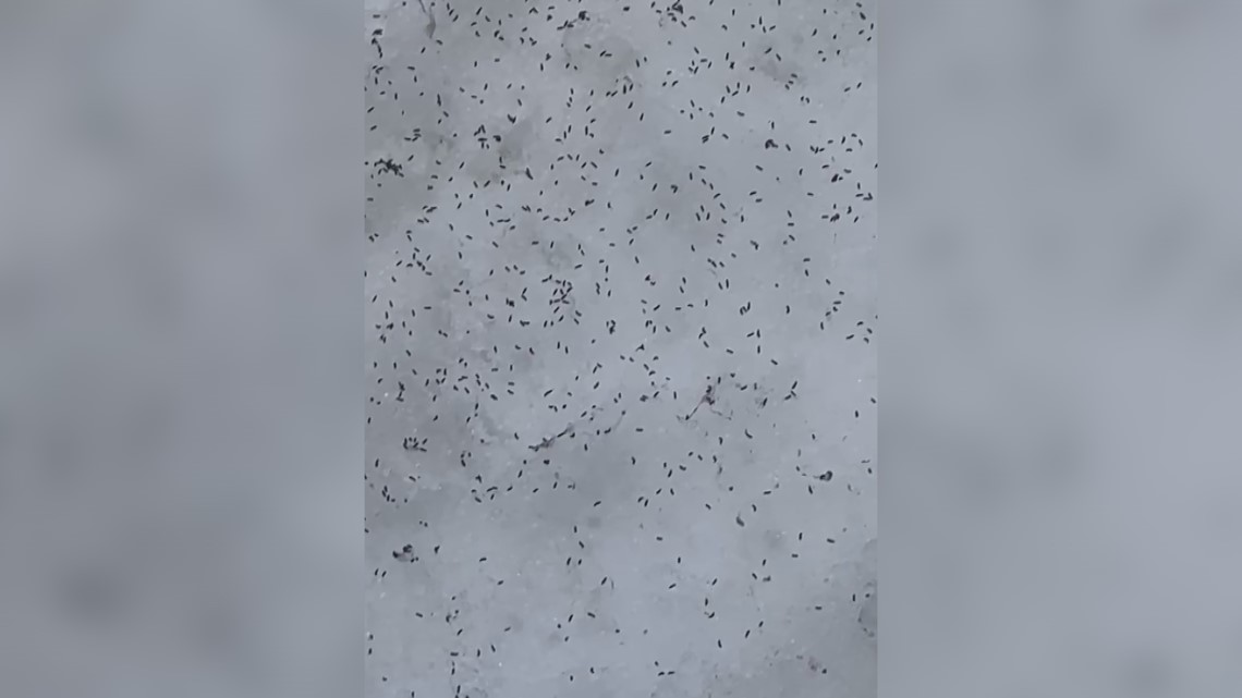 Snow fleas are probably near your home right now, but are harmless to ...