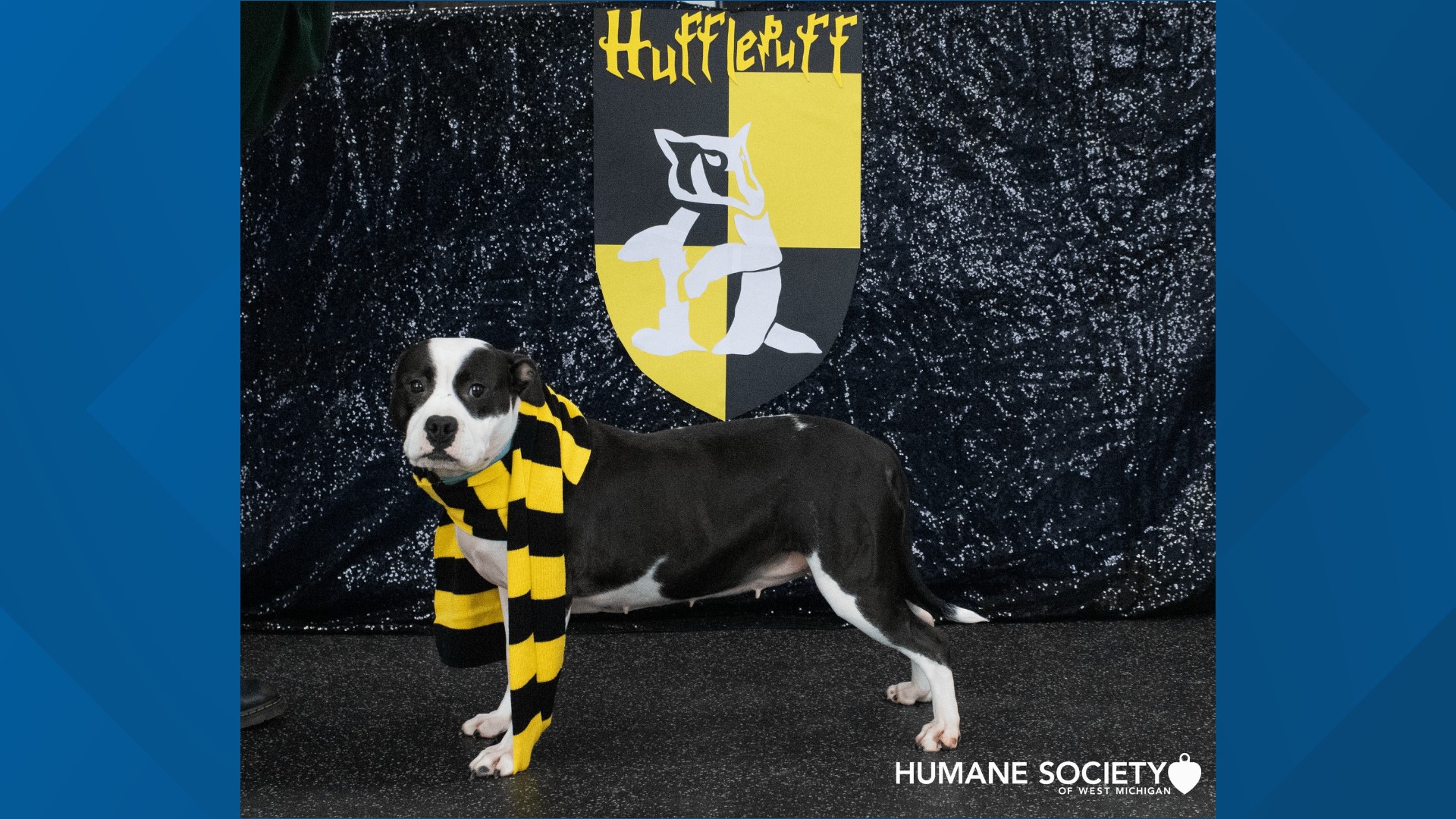 Humane Society of West Michigan hosting Harry Potter adoption day ...