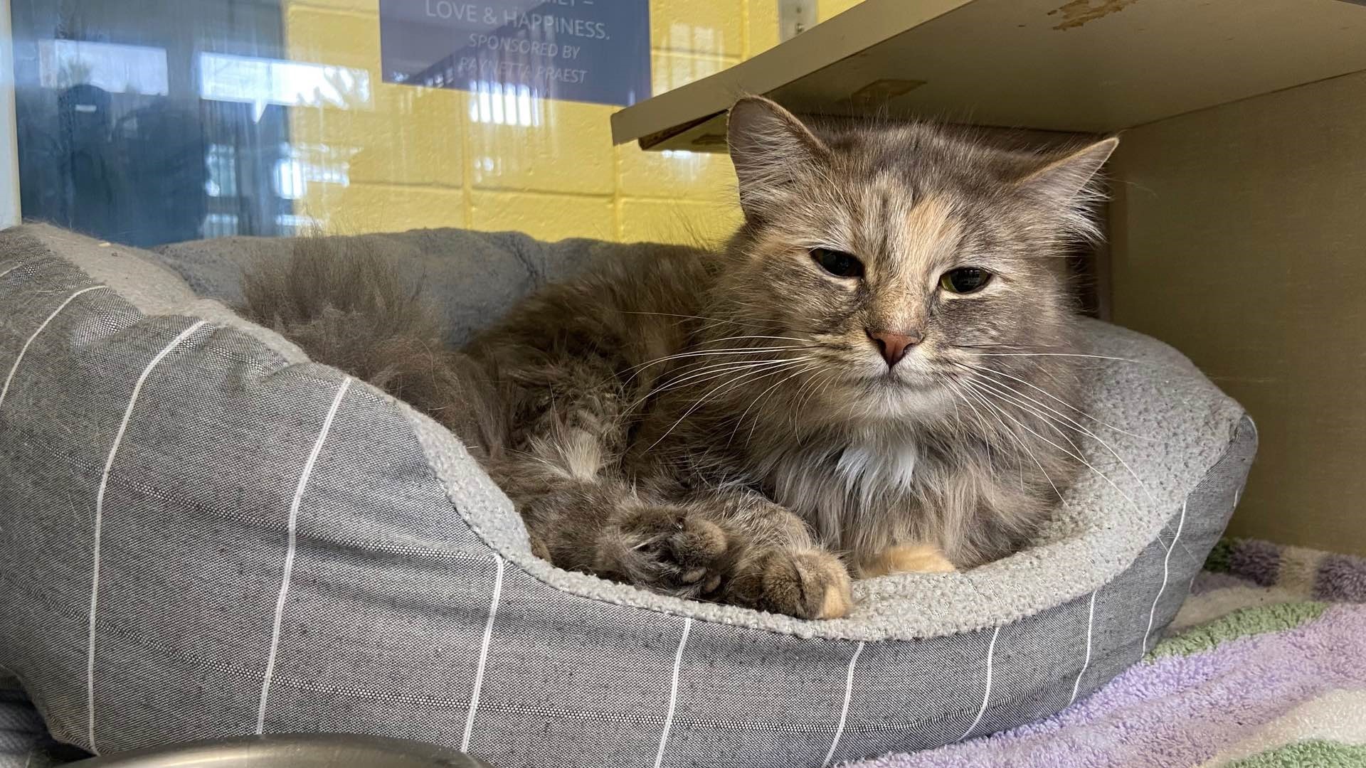 Harbor Humane Society needs help after taking in 19 stray cats | wzzm13.com