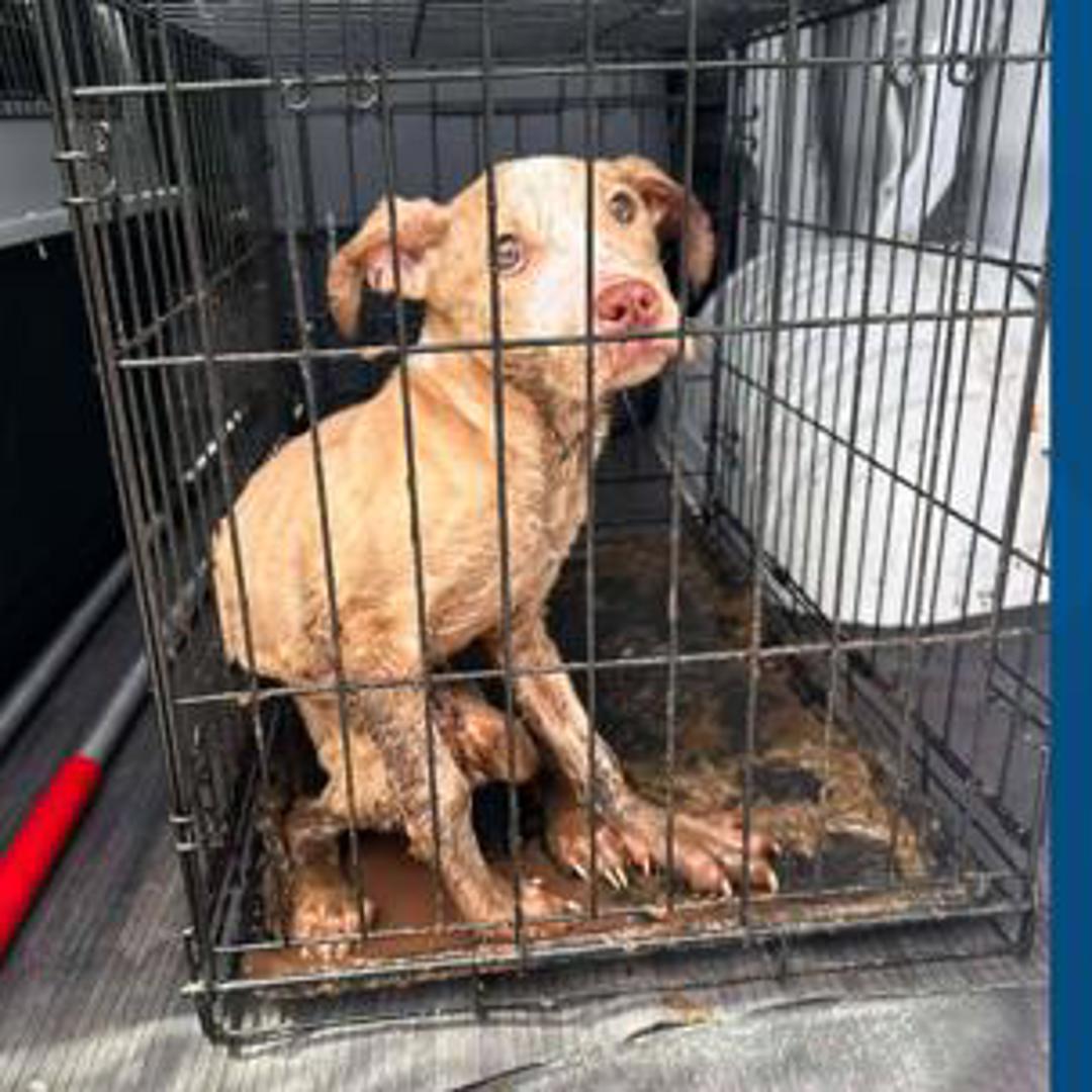 Pound Buddies offering $500 reward for information on who dumped dog at ...