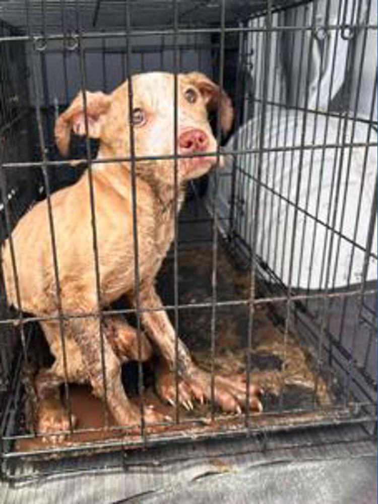 Pound Buddies offering $500 reward for information on who dumped dog at ...