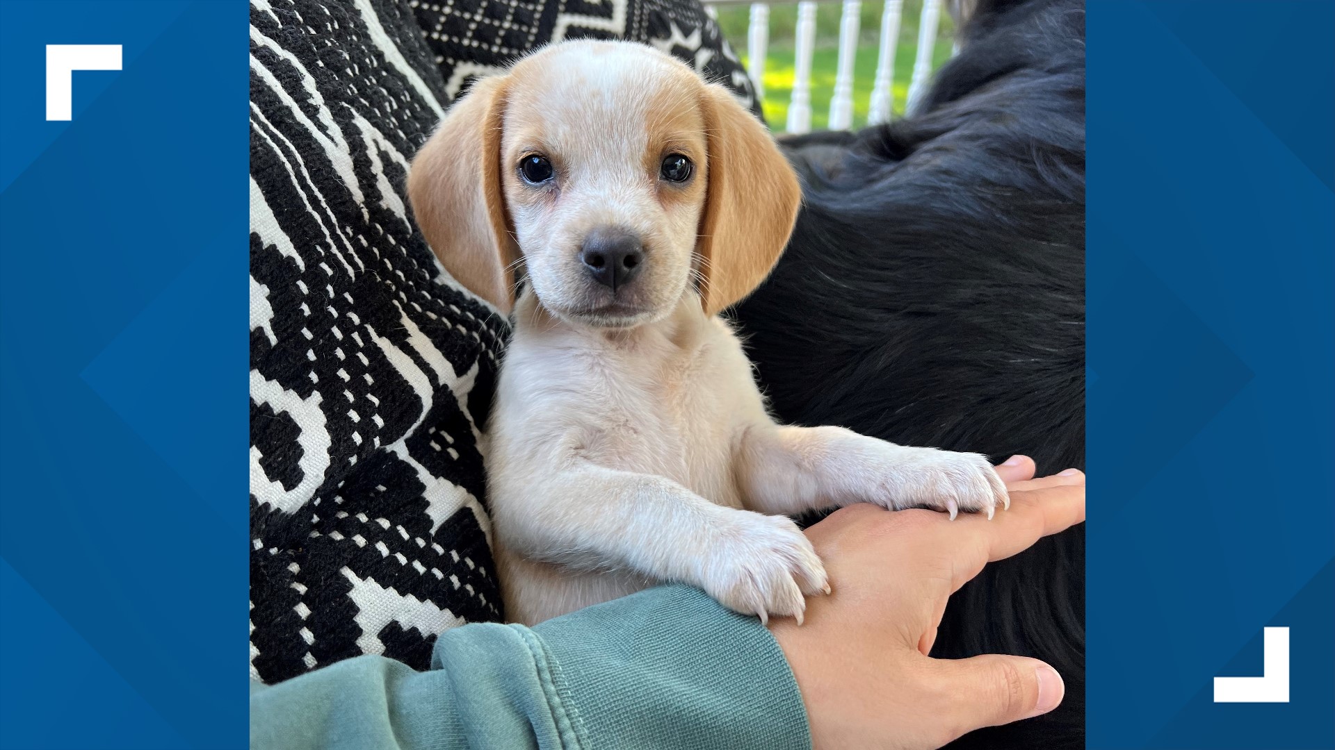West Michigan shelter dog to play in Puppy Bowl | wzzm13.com