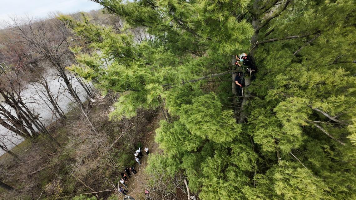 Firefighters rescue man stuck 70 feet up in tree in Plainfield | wzzm13.com