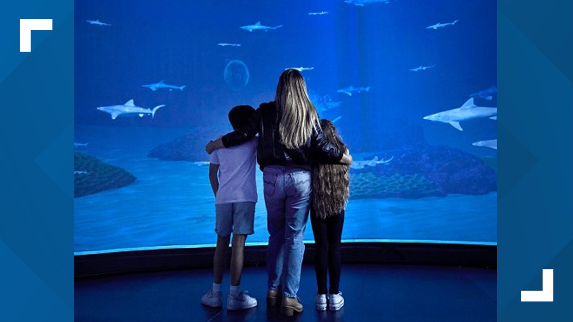 Grand Rapids Public Museum preparing to open SHARKS exhibition | wzzm13.com