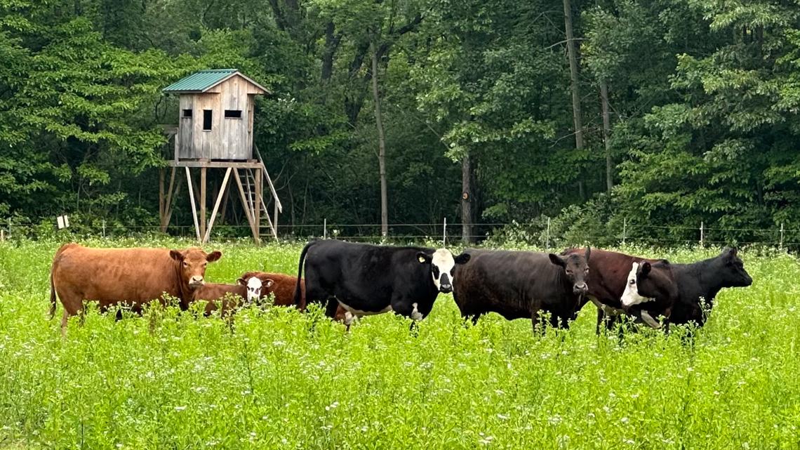 Cow on the MOO-VE | Have you seen this missing cow? | wzzm13.com