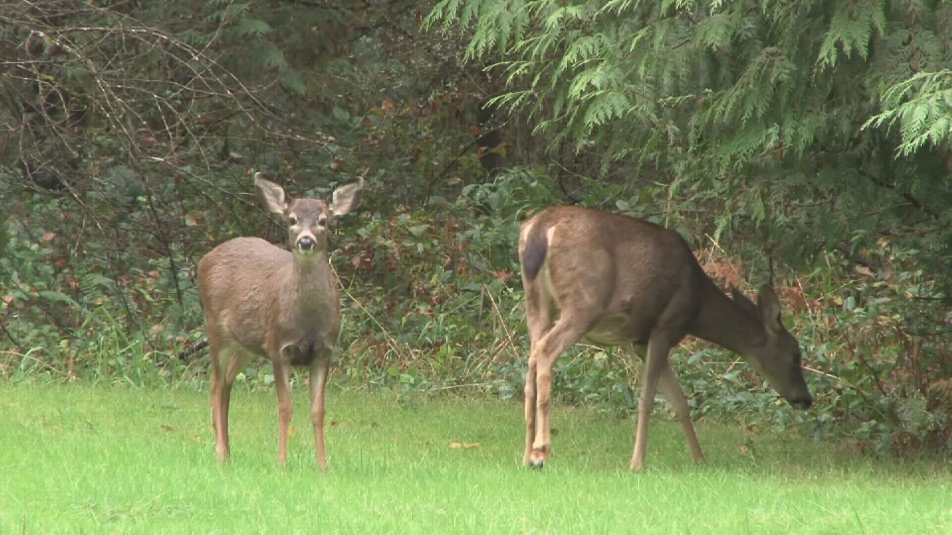 What can cities do to manage growing deer populations? | wzzm13.com