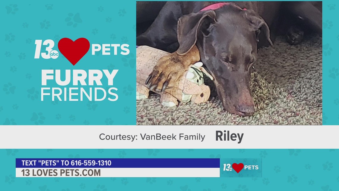 Furry Friends: November 9, 2022 | Riley and Marley | wzzm13.com