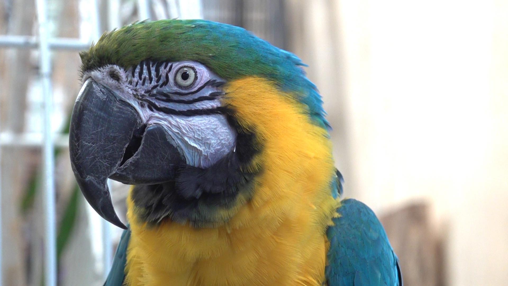 Grand Rapids man saves abused birds while healing himself | wzzm13.com