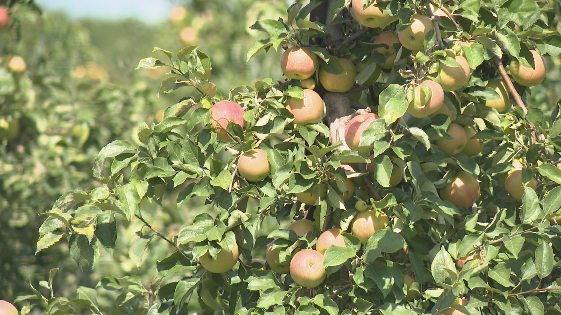 Michigan orchards prepare for U-Pick season | wzzm13.com