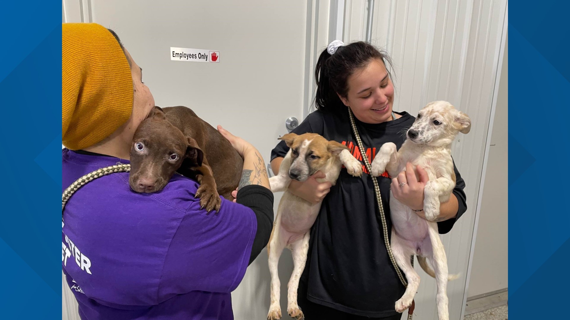 80 dogs seized from Michigan home | Shelter in dire need | wzzm13.com