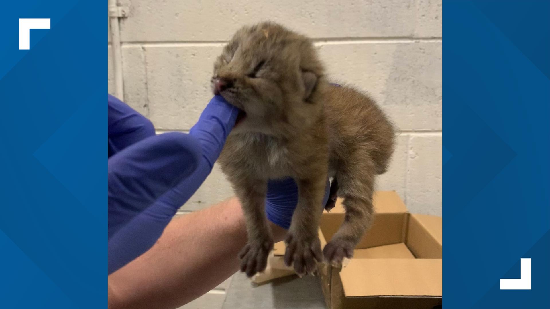 Lynx kits born at John Ball Zoo | wzzm13.com