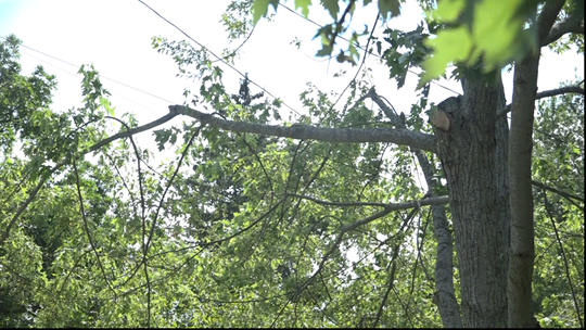 'Tree Butchering' | Homeowner protests Consumers Energy with sign ...