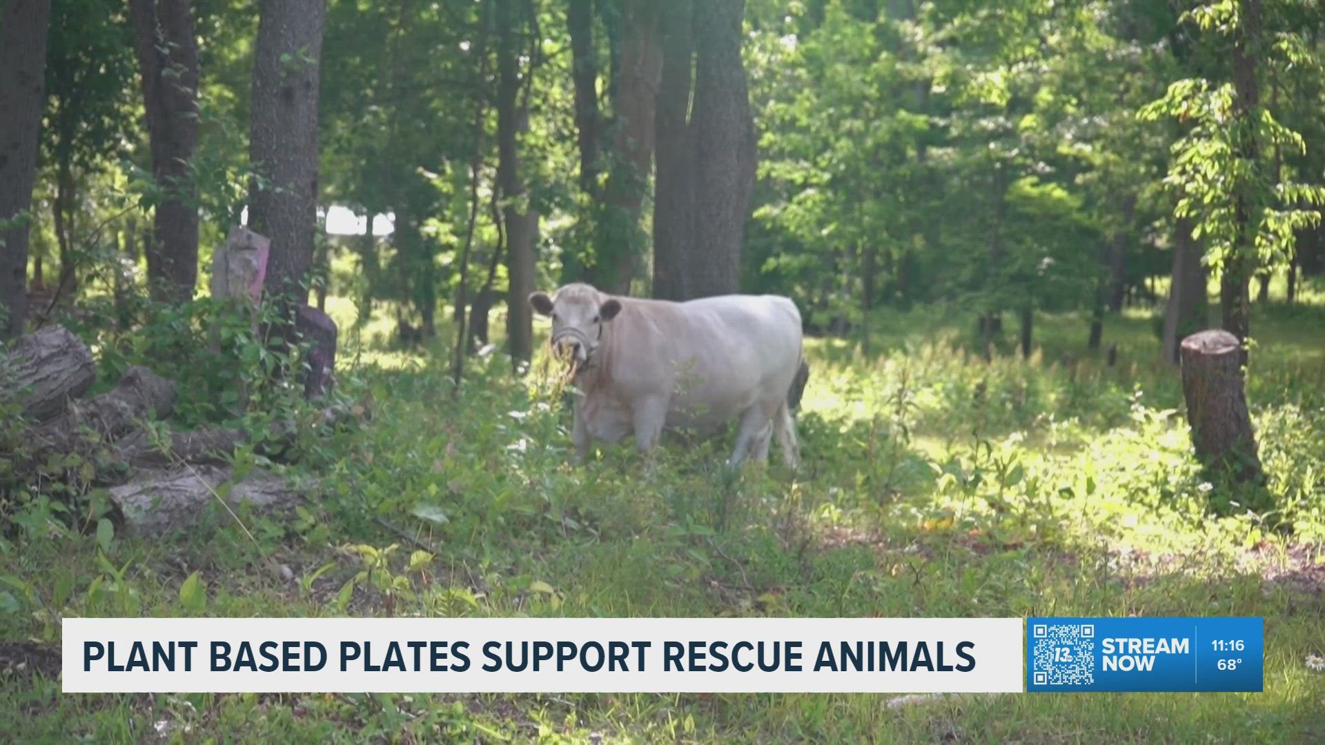 Plant-based plates support rescue animals at this West Michigan ...
