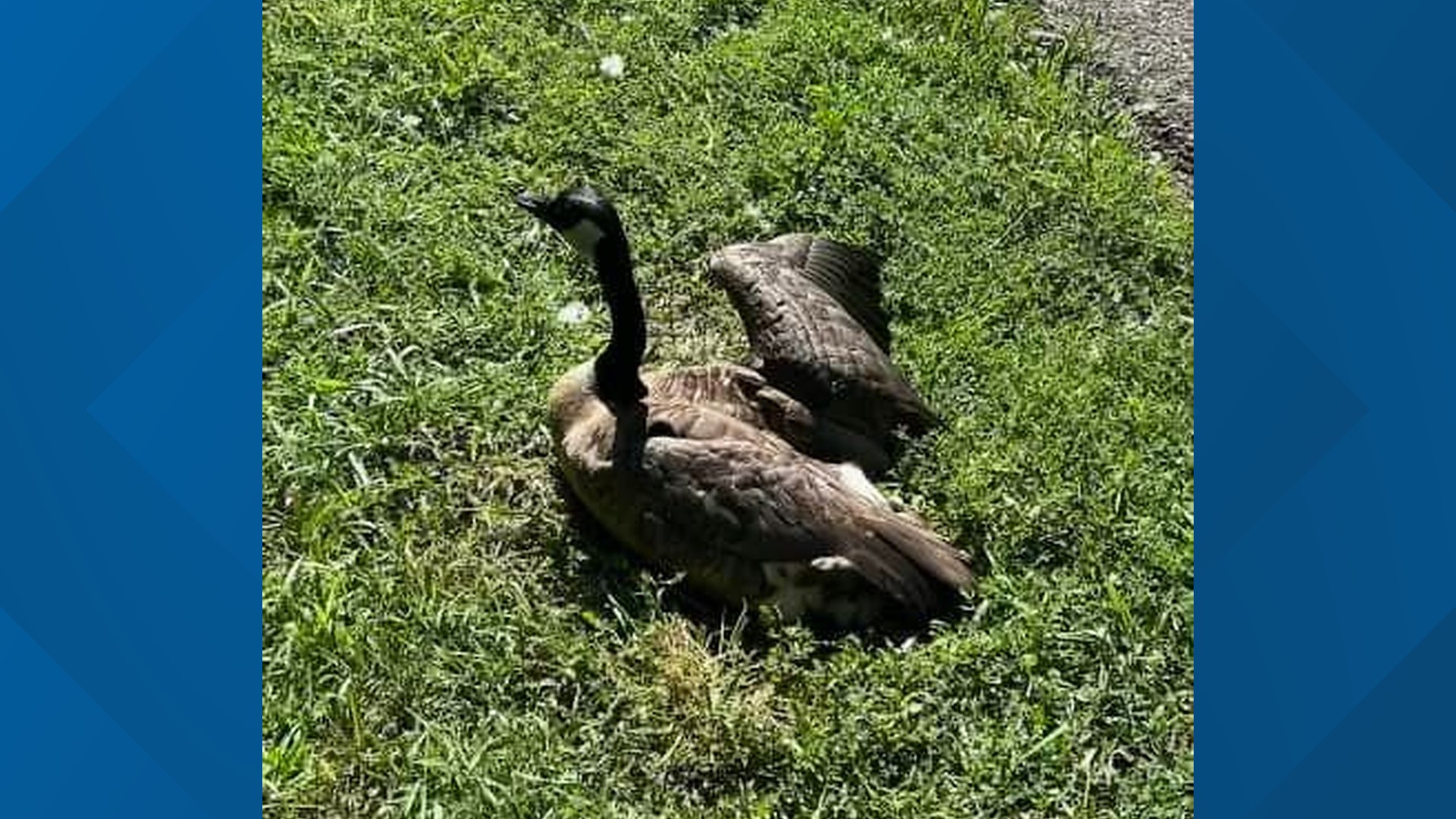 Walker Police give goose hit by car 'police escort' to treatment ...
