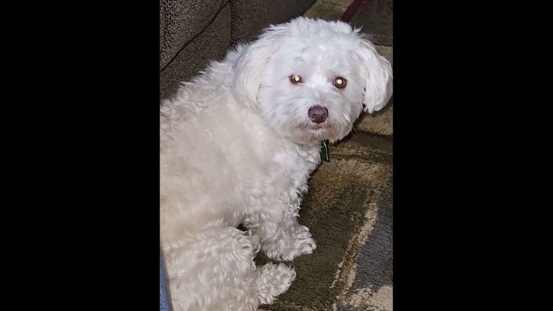 HOPPY April to all our Furry Friends! | wzzm13.com