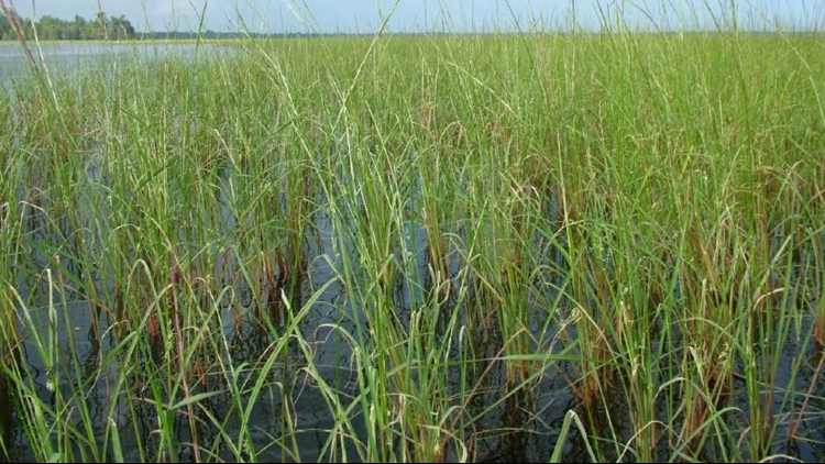 Effort underway to make wild rice Michigan’s official native grain ...