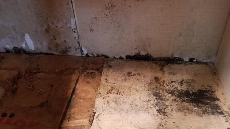 West Michigan family discovers three toxic molds inside home | wzzm13.com