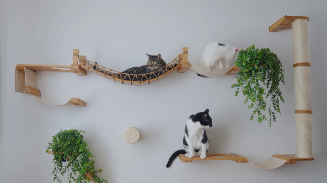 Grand Rapids company designs viral cat furniture inspired by their rescue cat | wzzm13.com