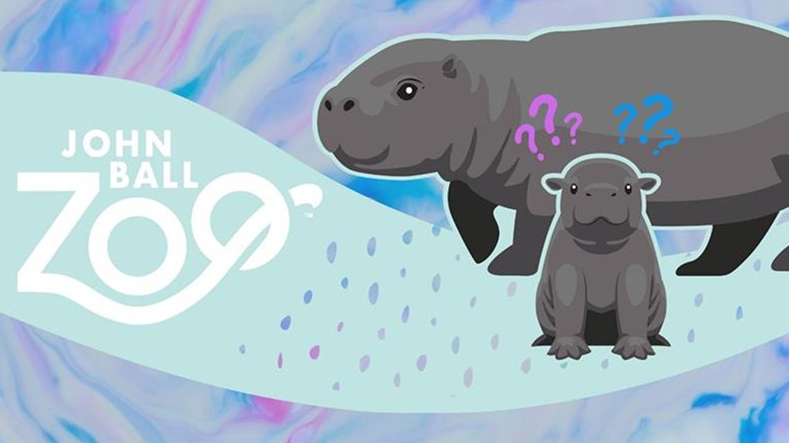 John Ball Zoo plans gender reveal for new baby hippo this week | wzzm13.com