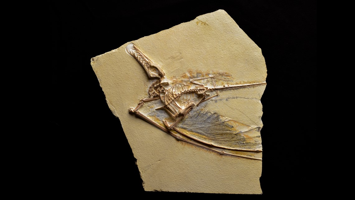 Pterosaurs: Flight in the Age of Dinosaurs exhibit at GRPM | wzzm13.com