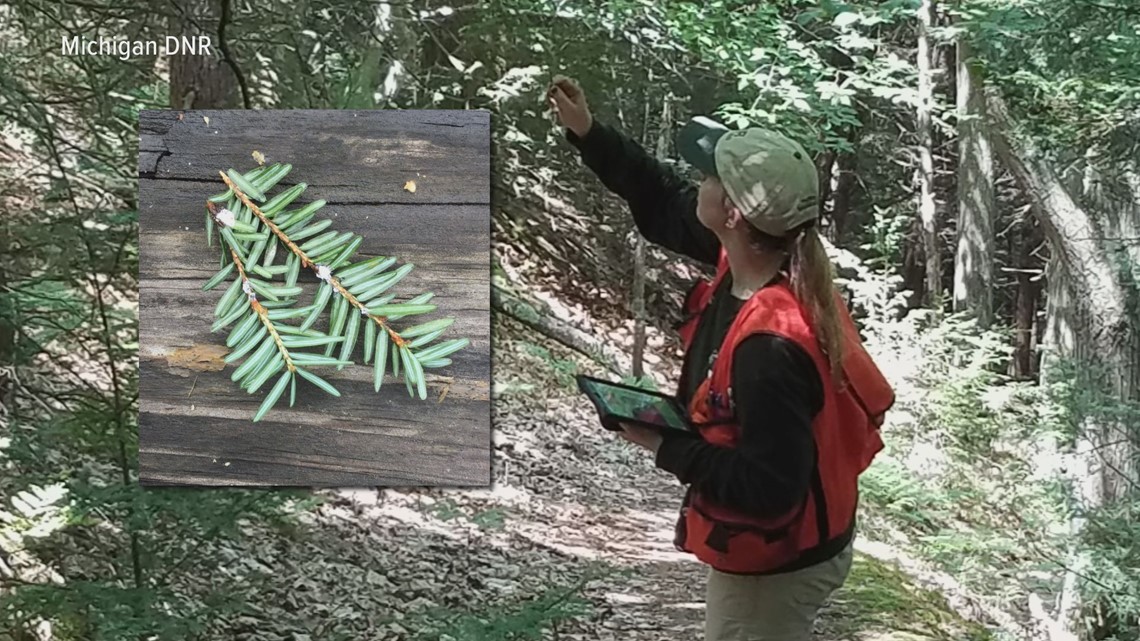 Efforts to contain spread of invasive tree-eating insects working ...