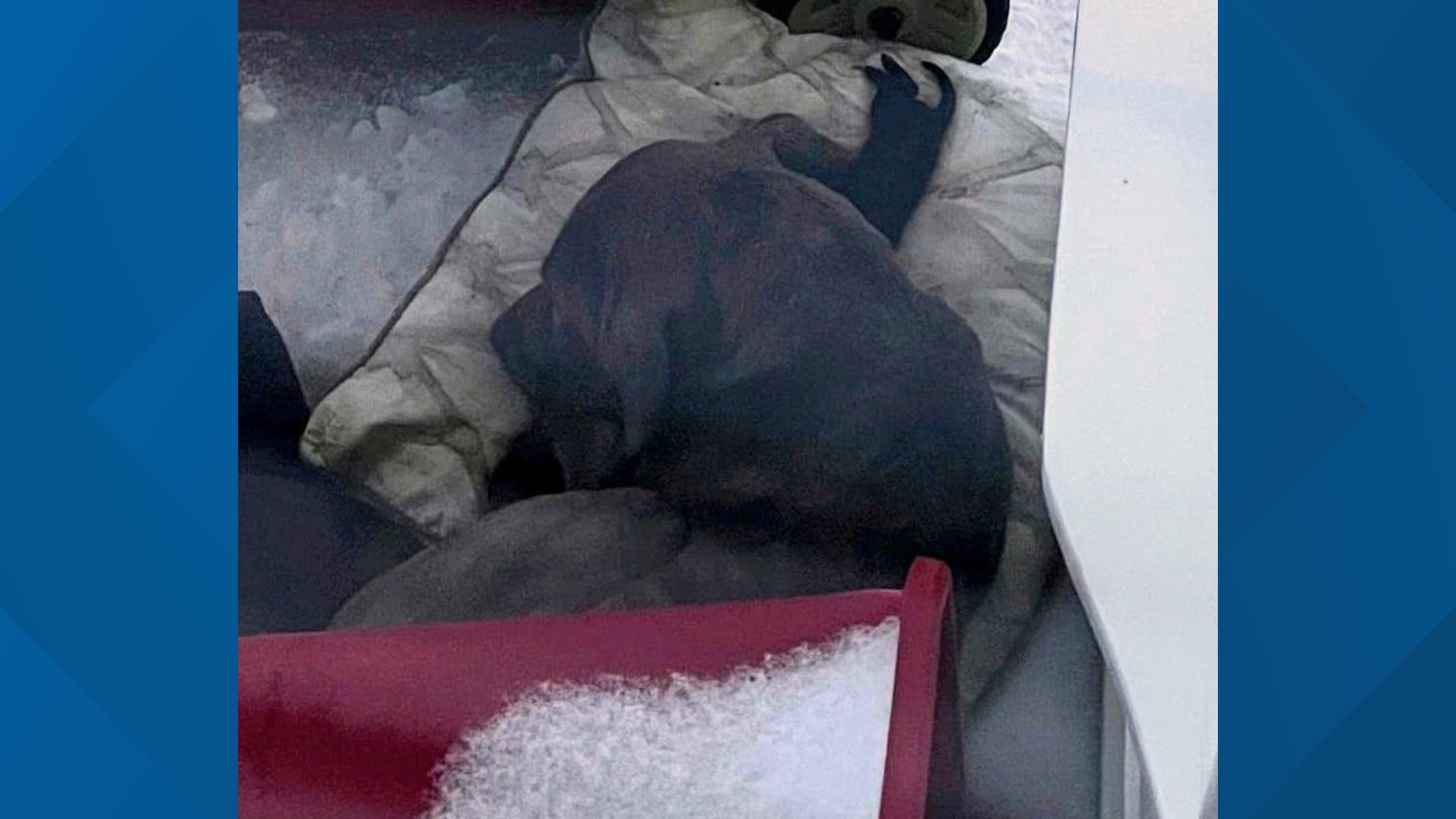 Pound Buddies thanks good Samaritan for saving dog, puppy | wzzm13.com