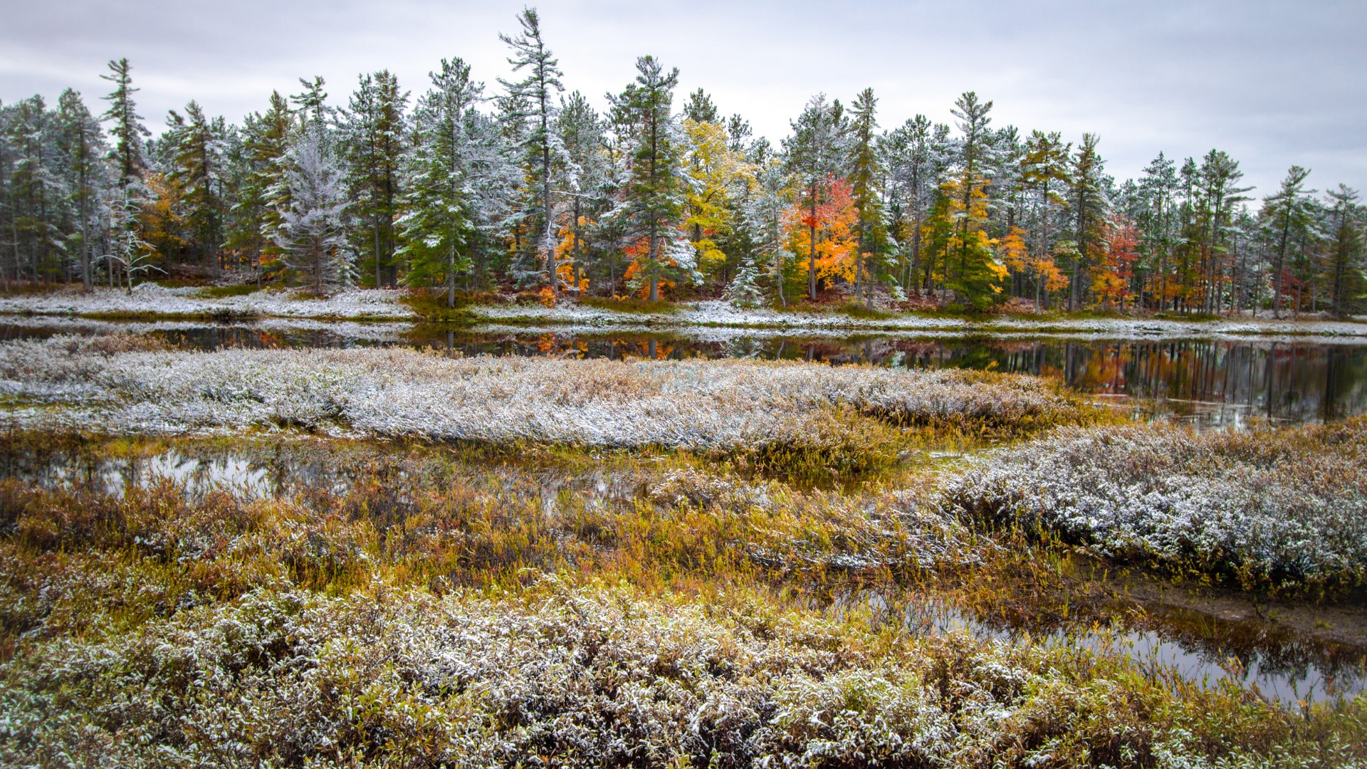 'A lot to celebrate': July designated as Michigan Wildlife Conservation ...