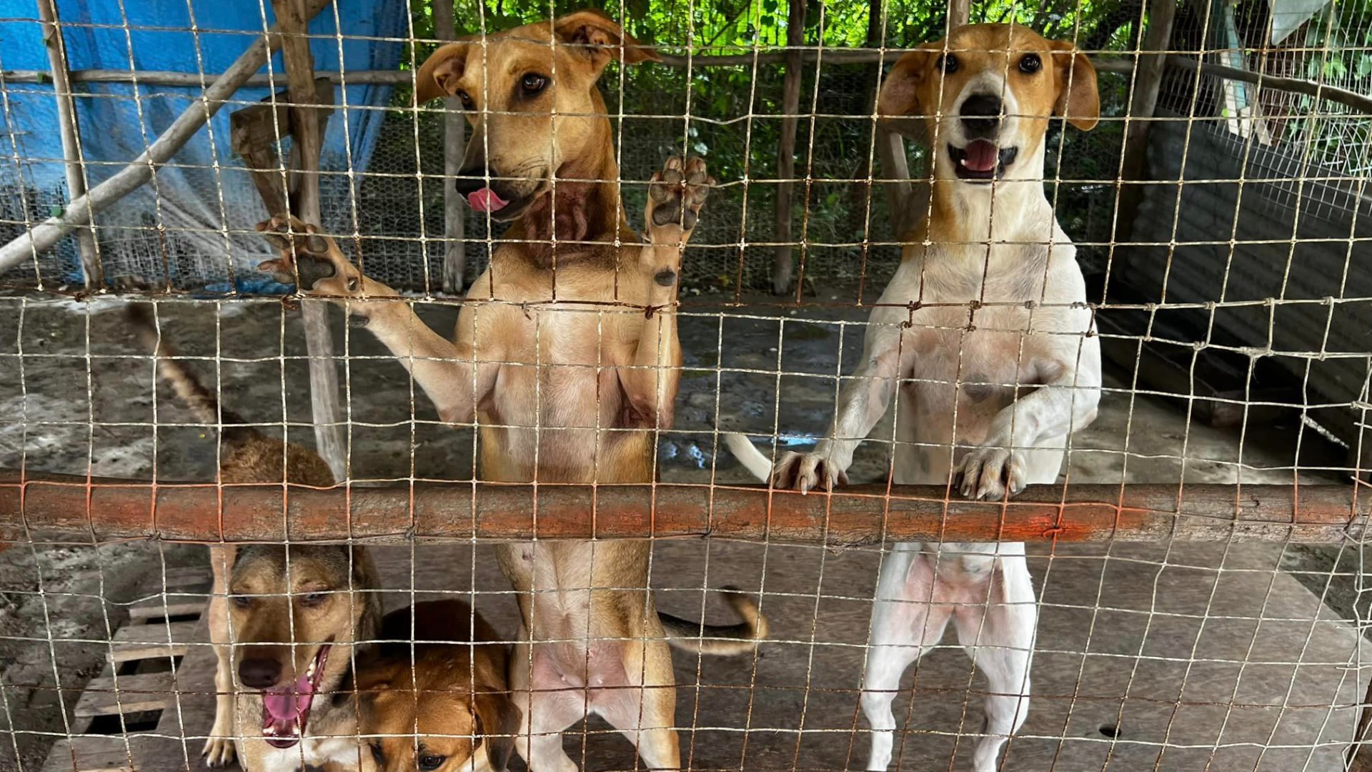 Local rescue brings dogs deserted in Honduras to West Michigan | wzzm13.com