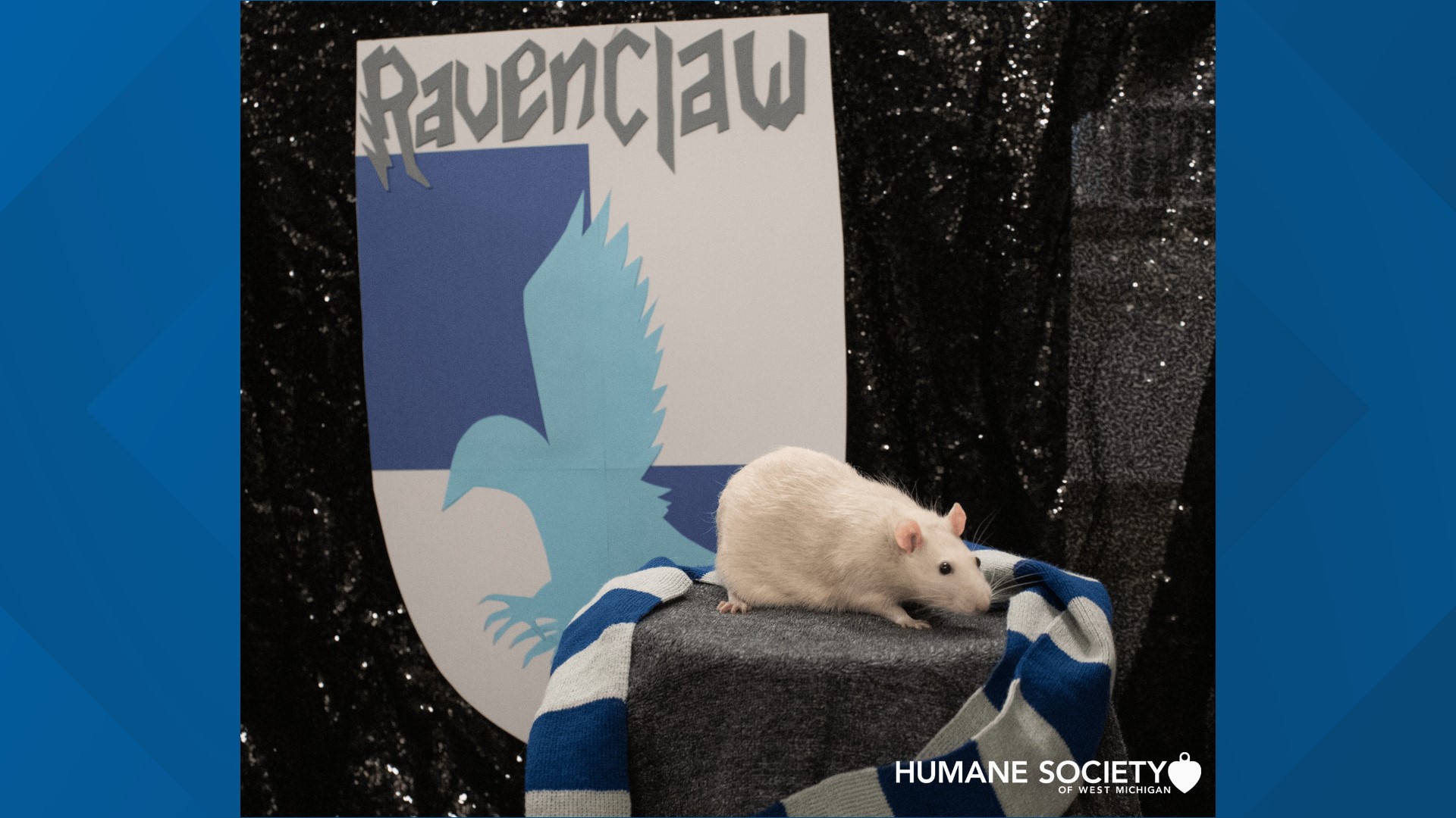 Humane Society of West Michigan hosting Harry Potter adoption day ...