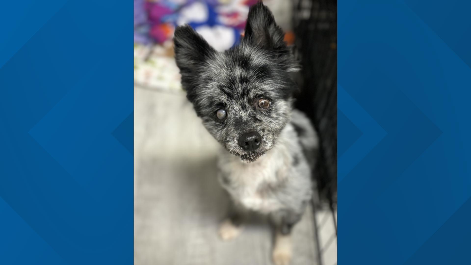 Adopt-a-pet: Meet Lil Lobo at Big Lake Humane Society | wzzm13.com