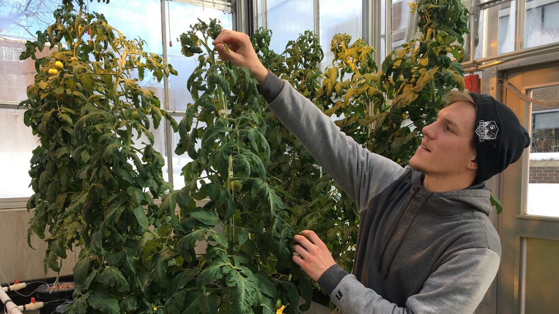 Why growing marijuana at home may be a safety hazard for Michigan ...