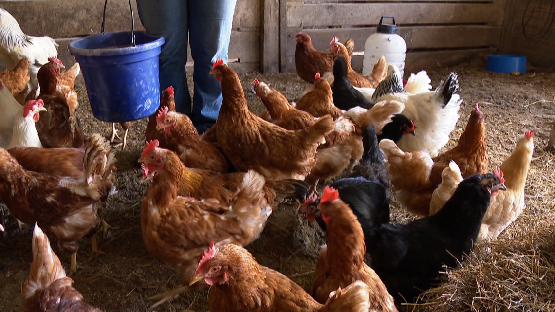 'Rent-a-Chicken': Montague farm goes 'fowl,' offers urban farming ...