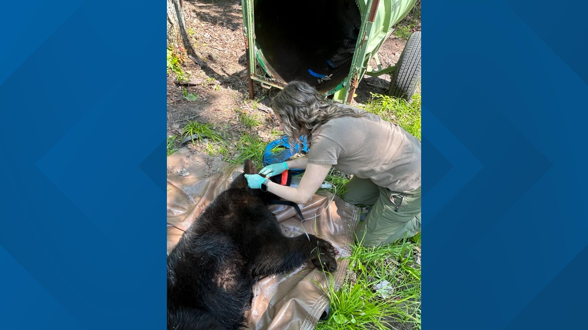 Michigan bear freed after two years with lid stuck on head | wzzm13.com