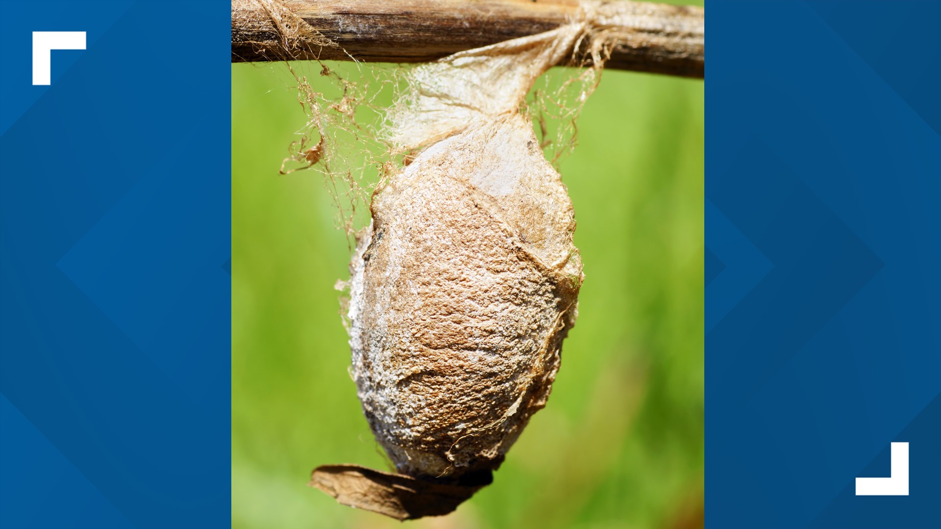 Michigan's biggest moth is out for the season | wzzm13.com