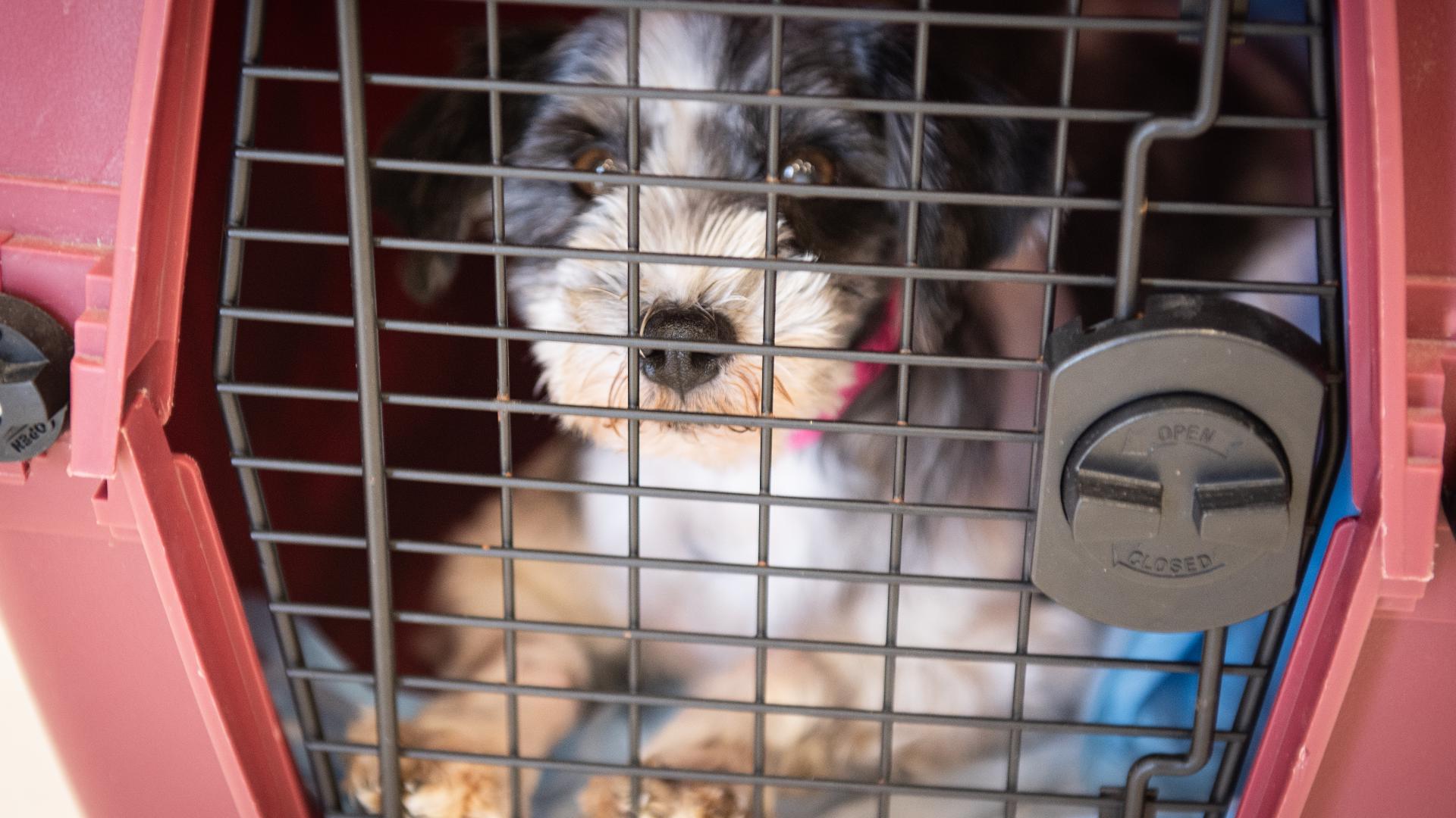 Dogs rescued from puppy mill arrive in Grand Rapids | wzzm13.com