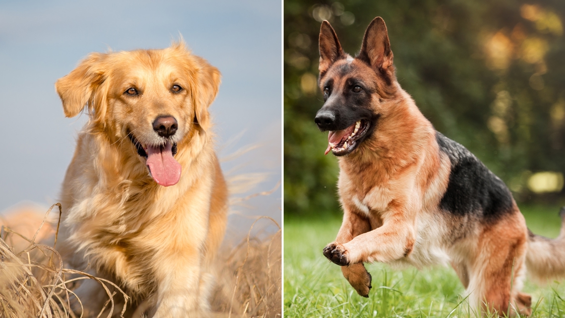 These are Michigan's favorite dog breeds, according to Forbes | wzzm13.com