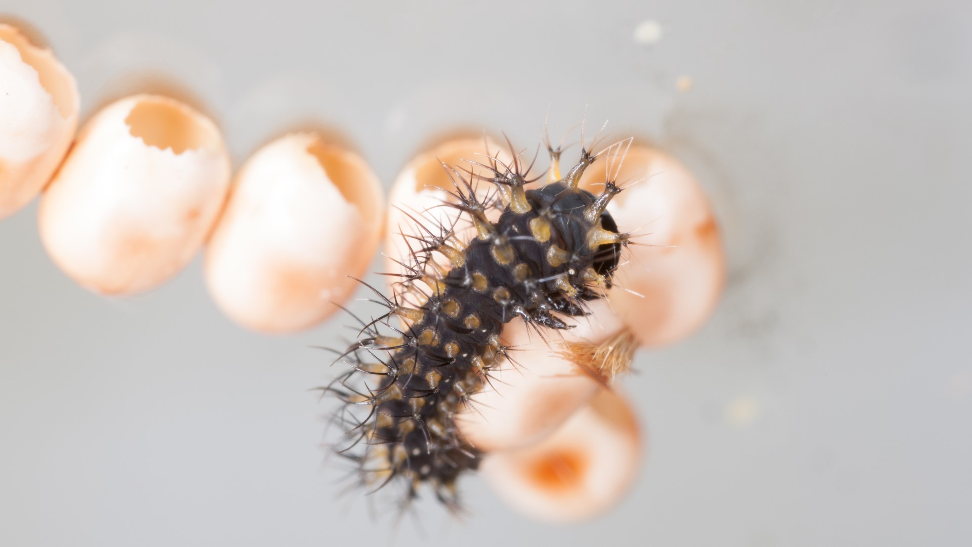 Michigan's biggest moth is out for the season | wzzm13.com