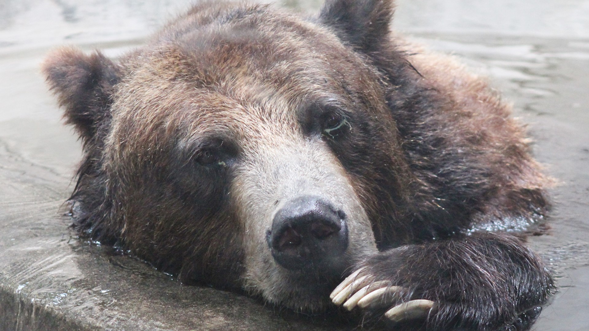 Yogi the brown bear has died, John Ball Zoo says | wzzm13.com