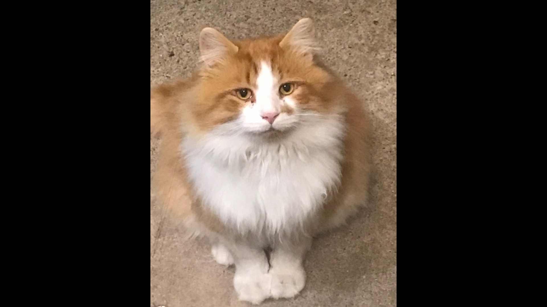 HOPPY April to all our Furry Friends! | wzzm13.com