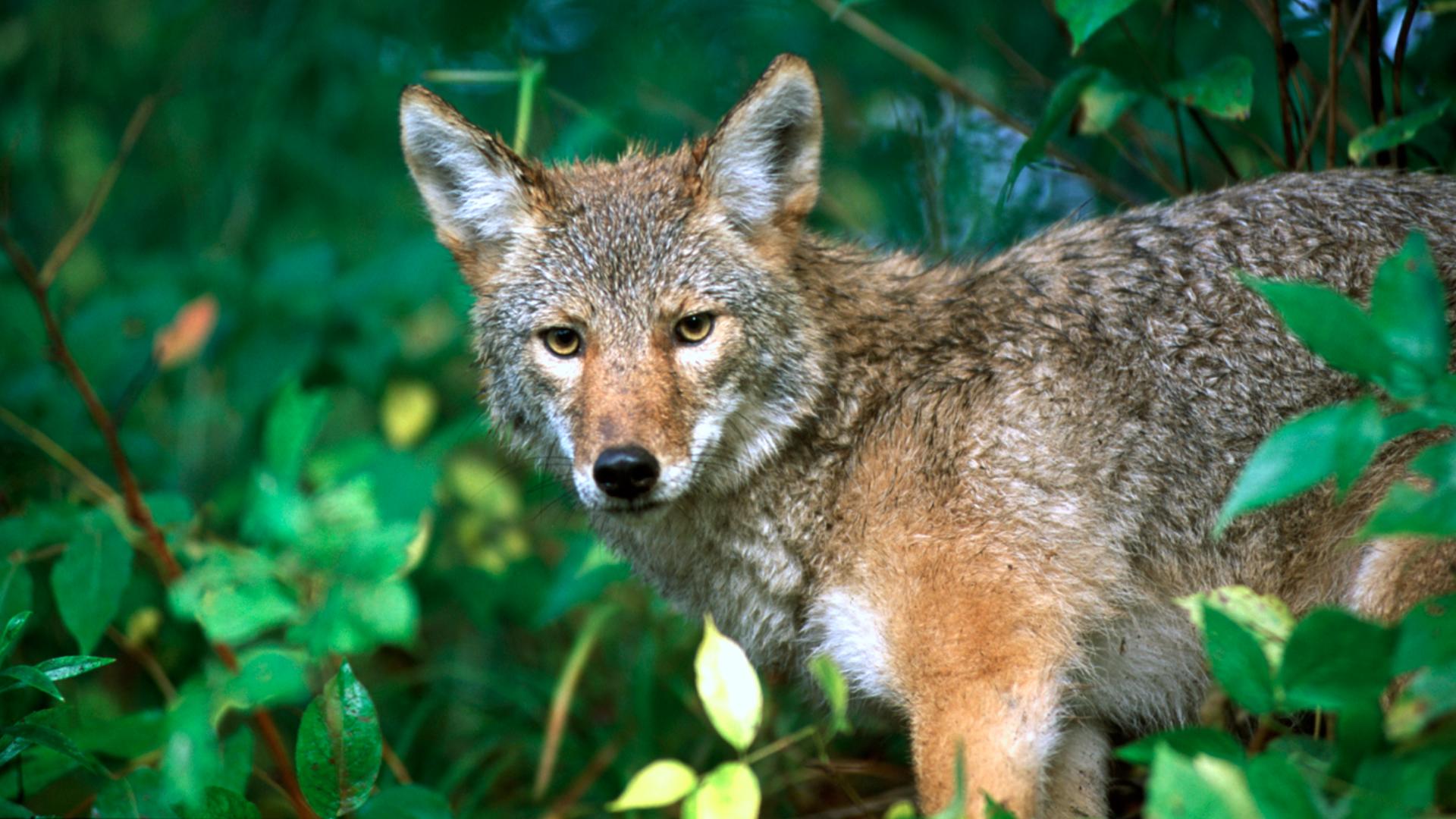 Michigan regulators could bring back year-round coyote hunting season ...