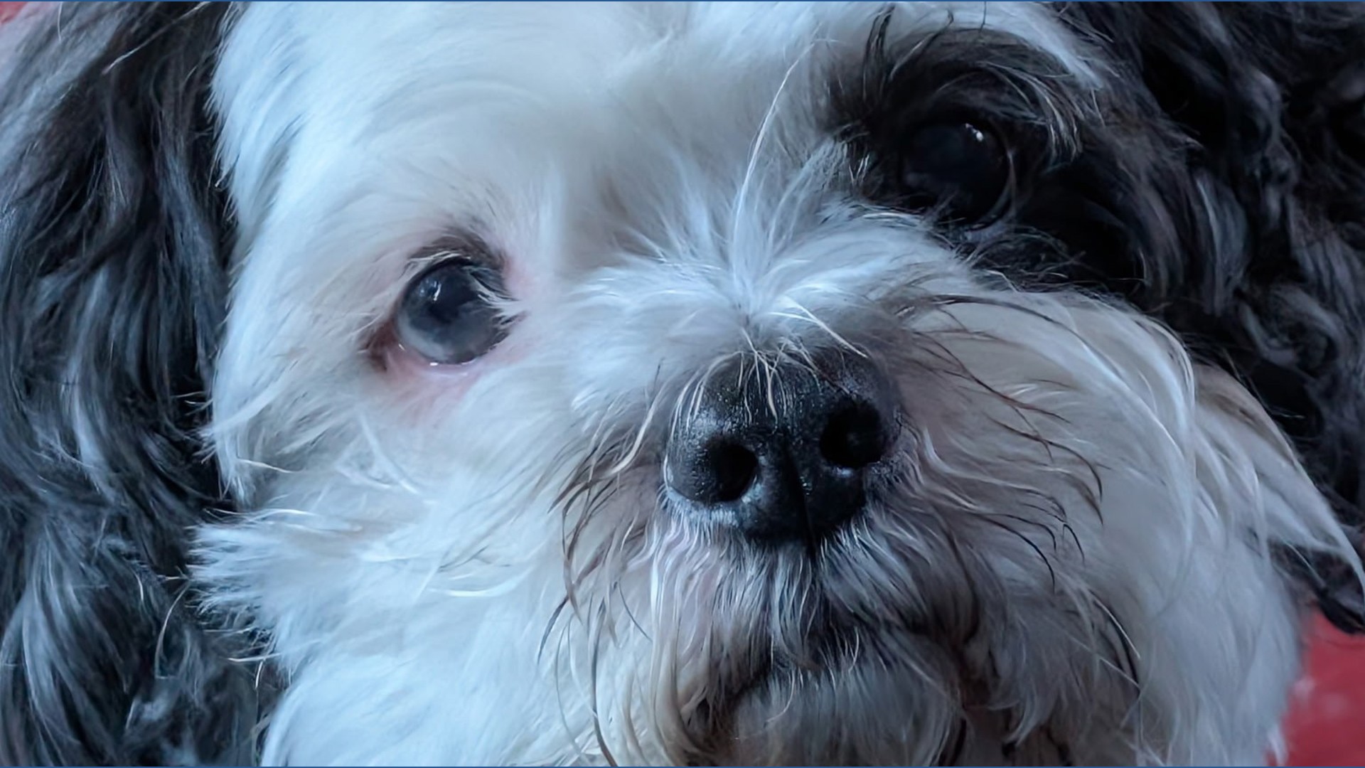 Ottawa County's top dog names of 2025 | wzzm13.com