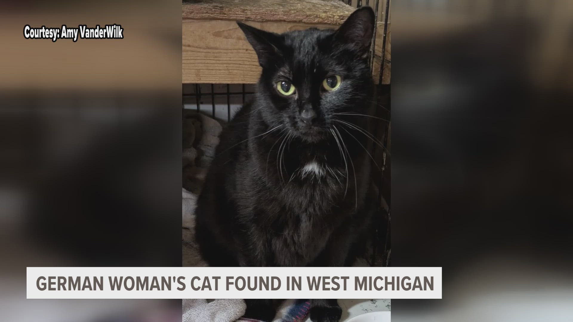 German woman's missing cat found in West Michigan | wzzm13.com