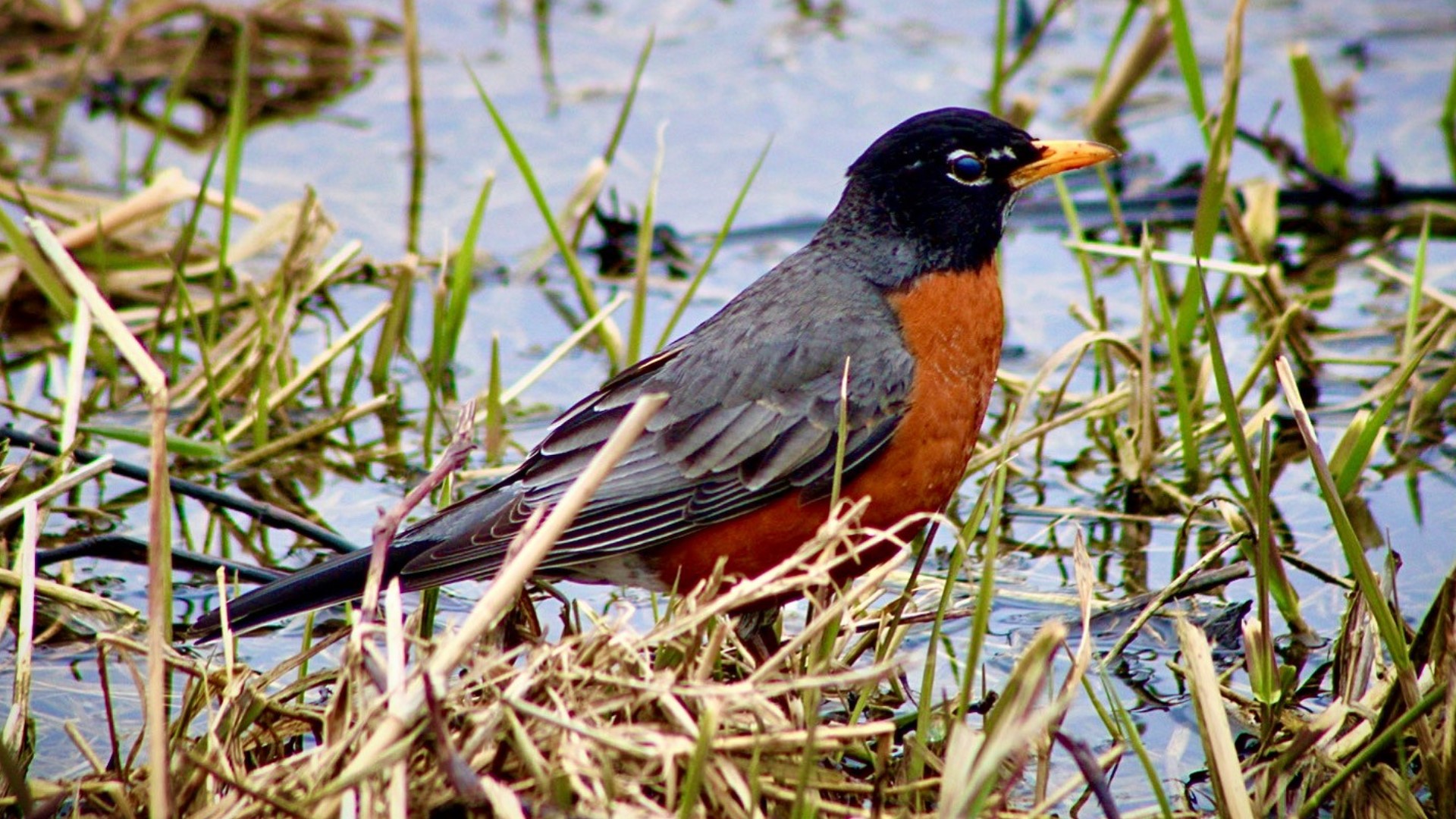 Don't robins fly South? Why am I seeing them in the winter? | wzzm13.com